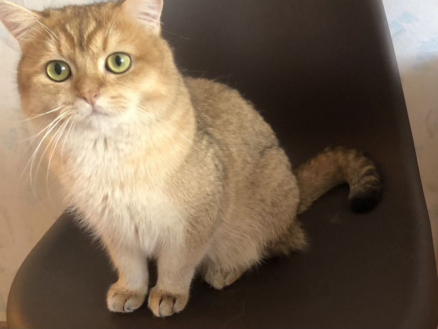 Шотландский кот на вязку