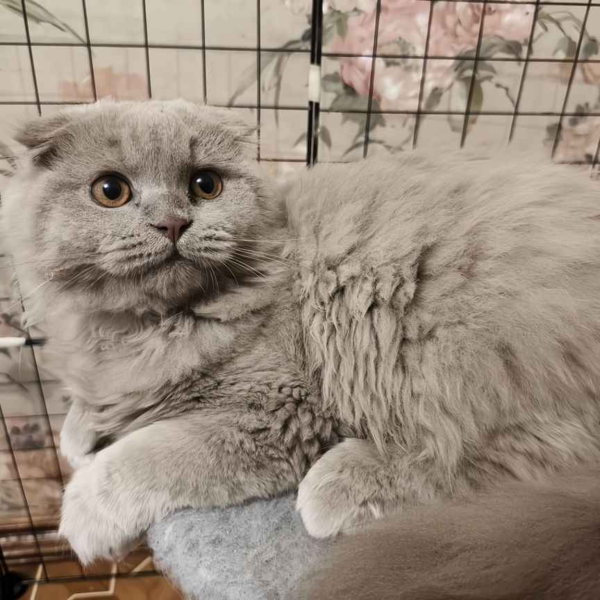 Шотландский вислоухий длинношёрстный котёнок