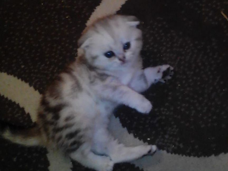 Шотландские вислоухие котята