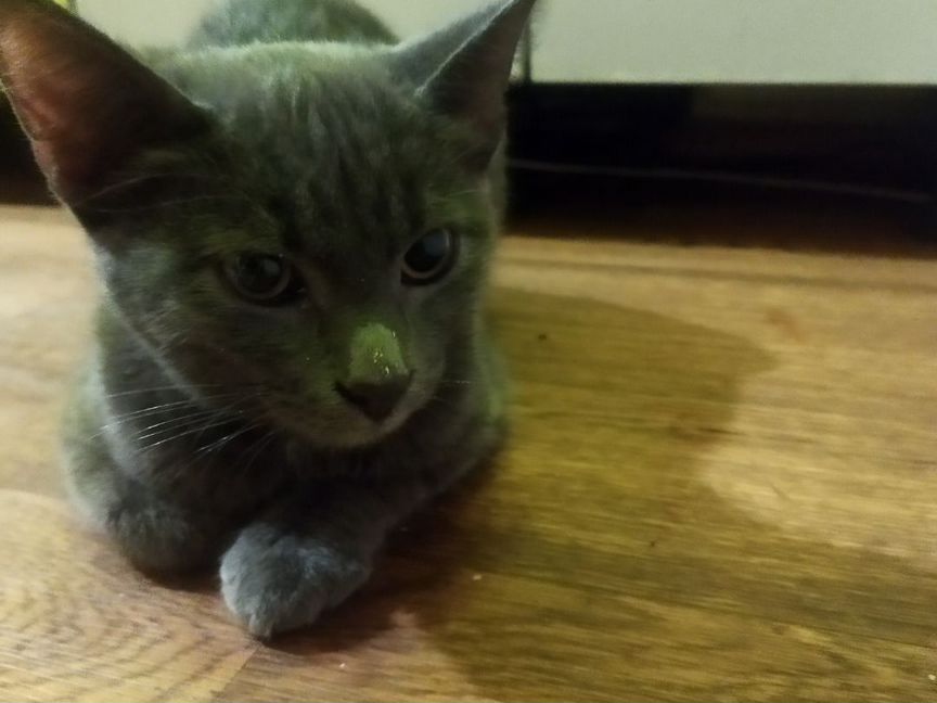 Отдам котенка