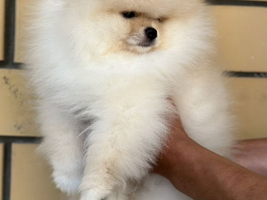 Померанский шпиц