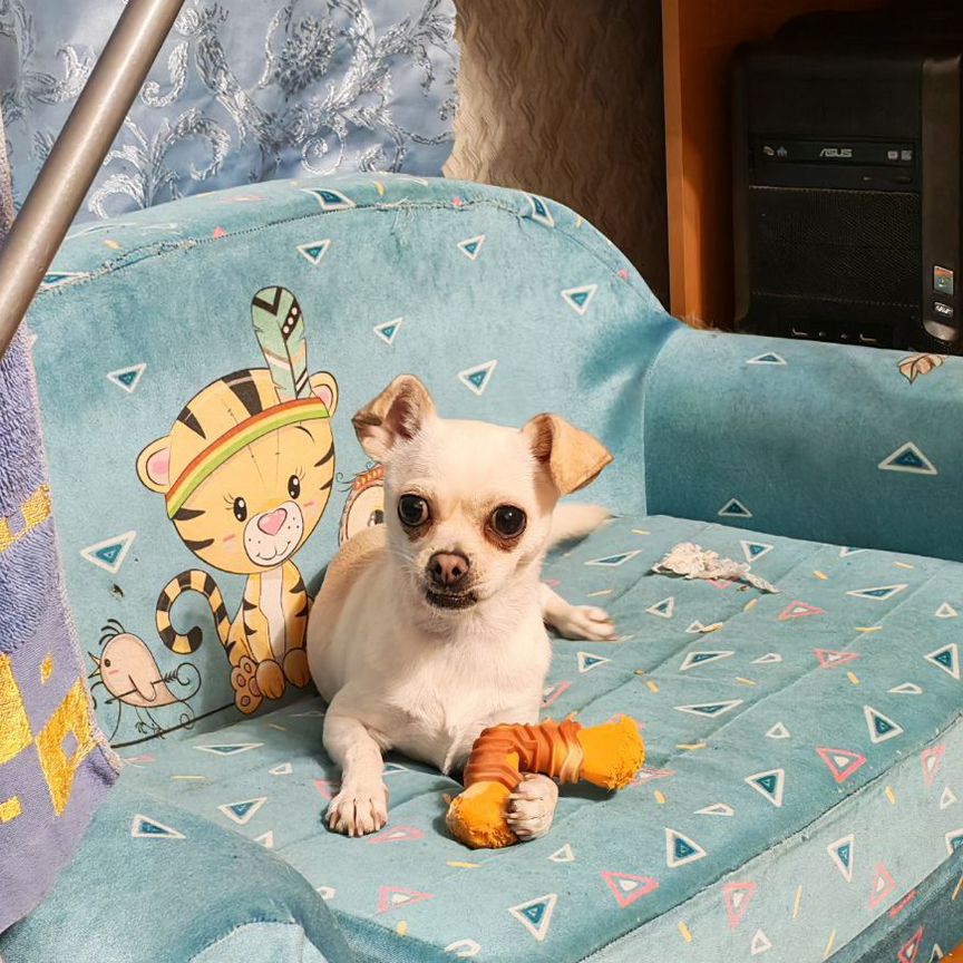 Чихуахуа, щенок