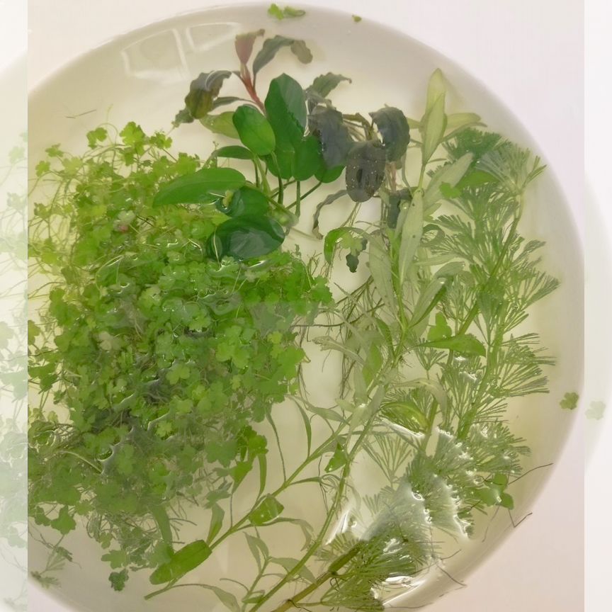 Аквариумное растение Прополка
