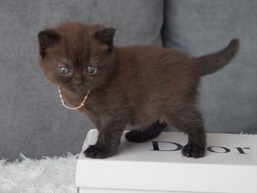 Британский котёнок " Dior "