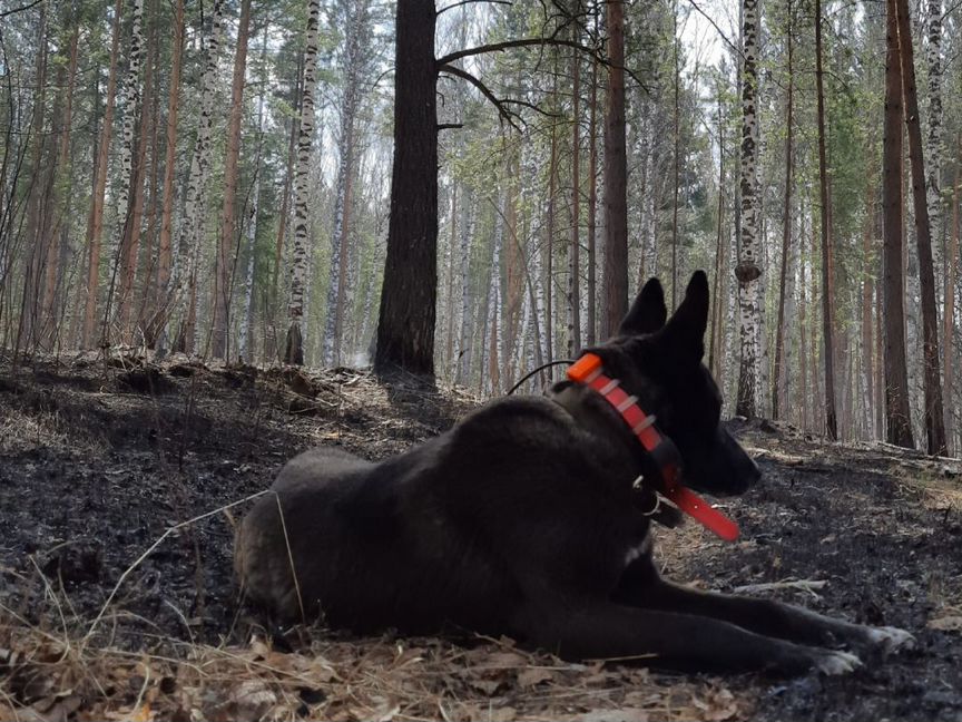 Метис лайки