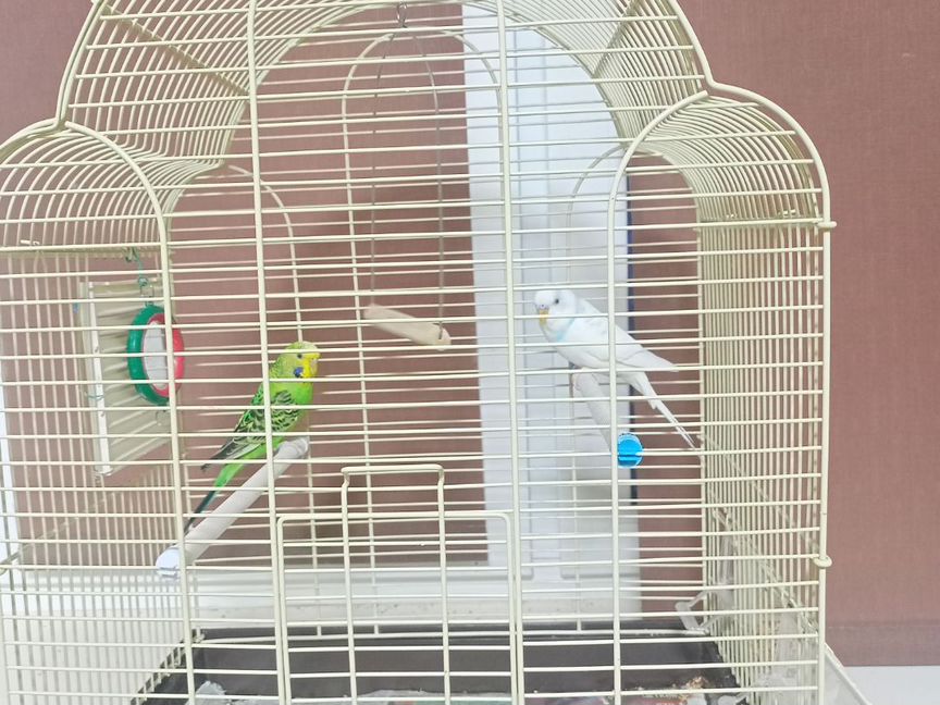 Клетка в месте с попугаями и допы