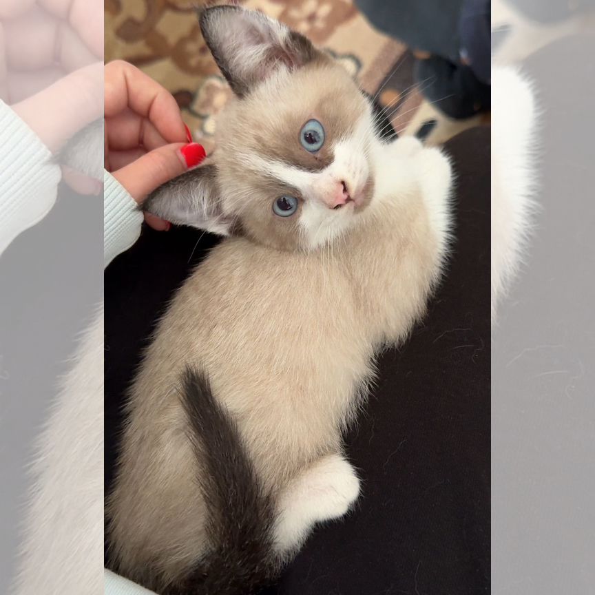 Сиамский котенок