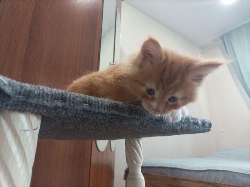 Котята мейн-кун