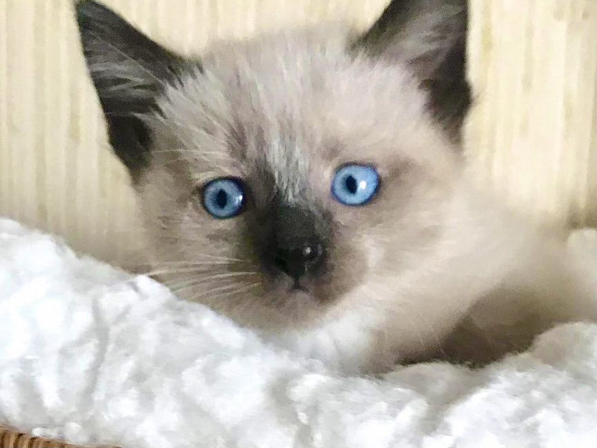 Котята тайские