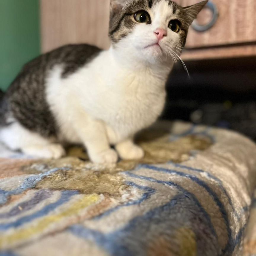 Котенок милашка