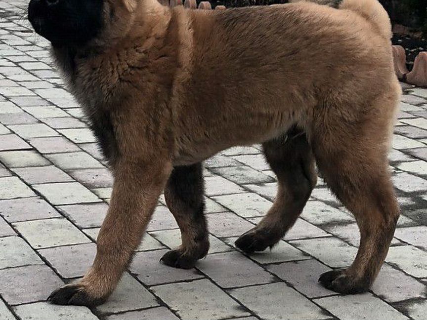 Американская акита