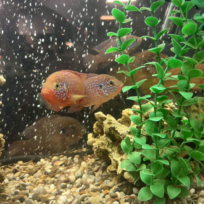 Аквариумные рыбки