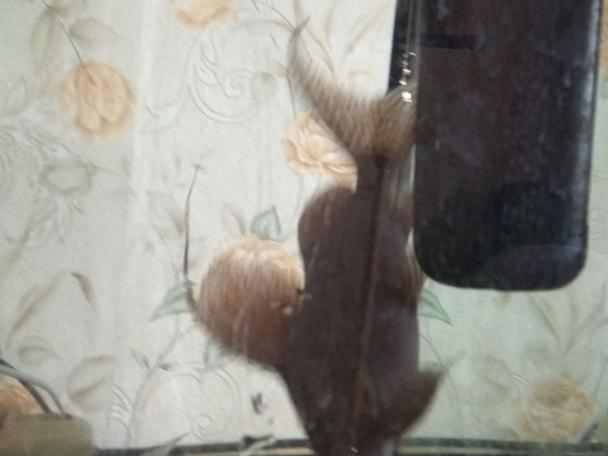 Аквариумные рыбы