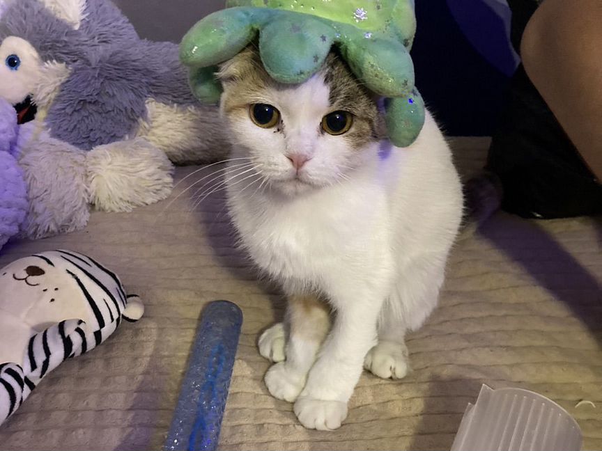 Шотландская вислоухая кошка бесплатно