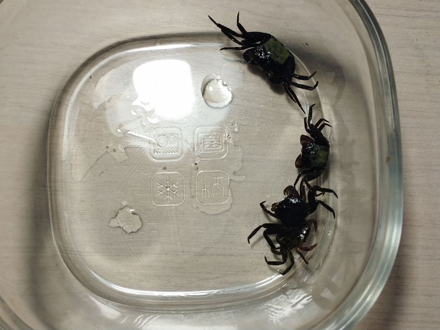 Краб geosesarma dennerle (краб вампир)