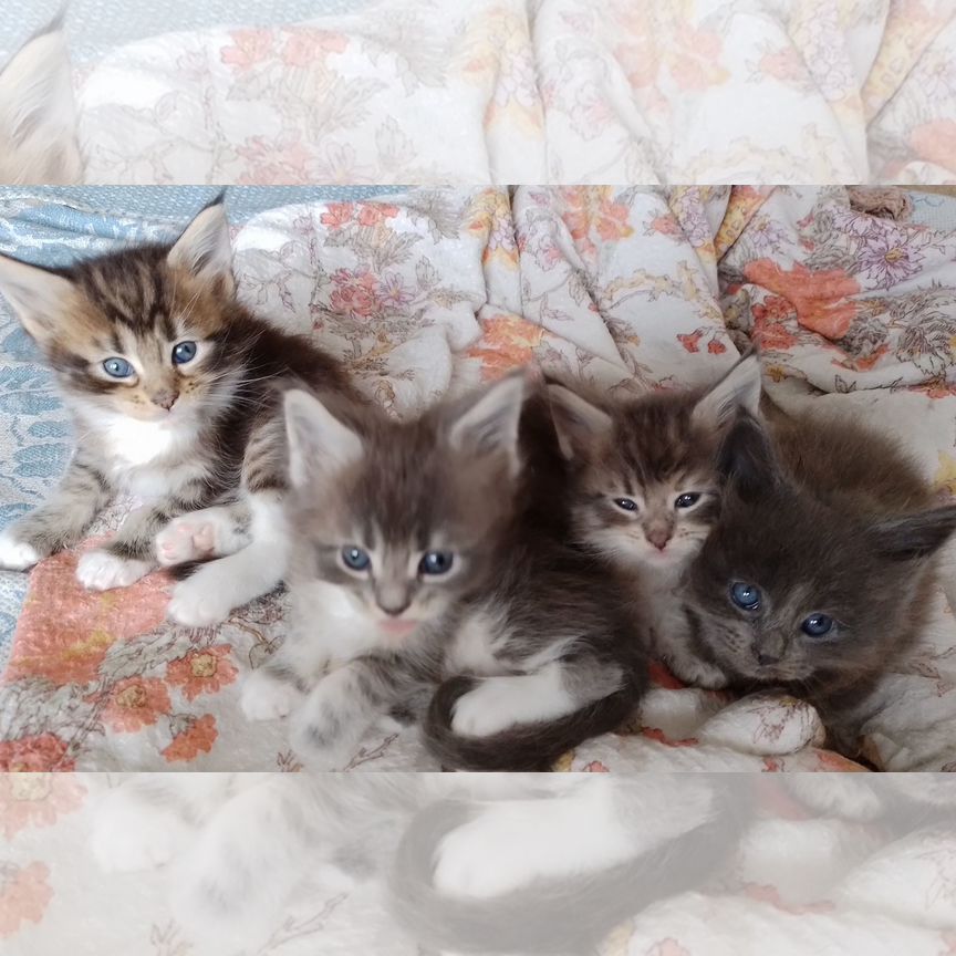 Мейн-кун котёнок