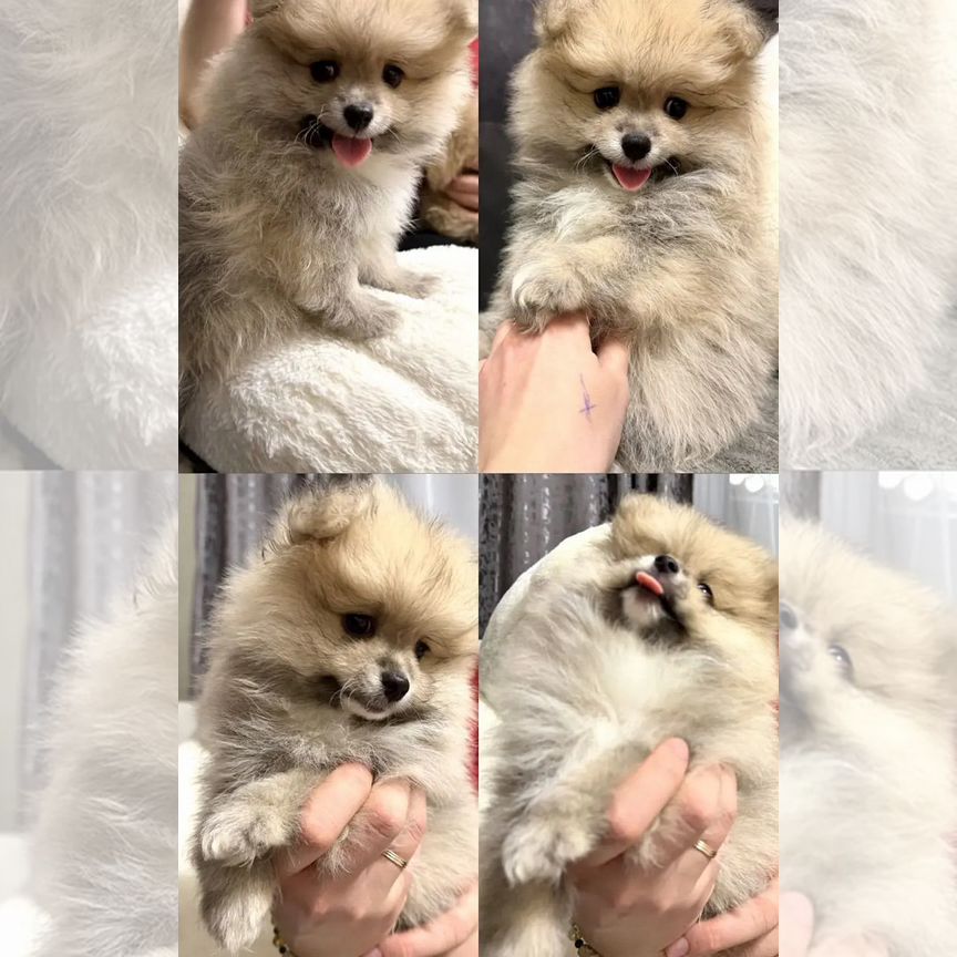 Немецкий шпиц, щенок