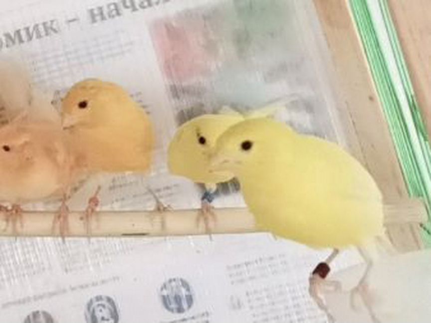 Кенара и канарейки