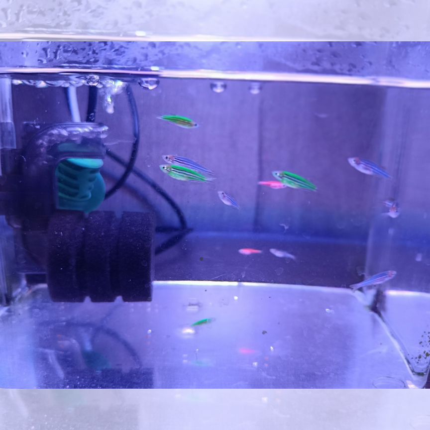 Мальки Данио