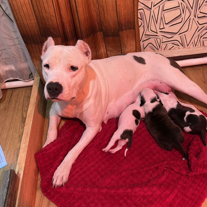 Щенки амстафа