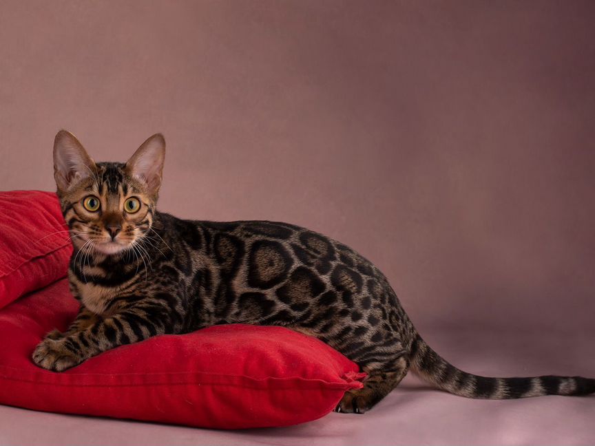 Бенгальская девочка из питомника