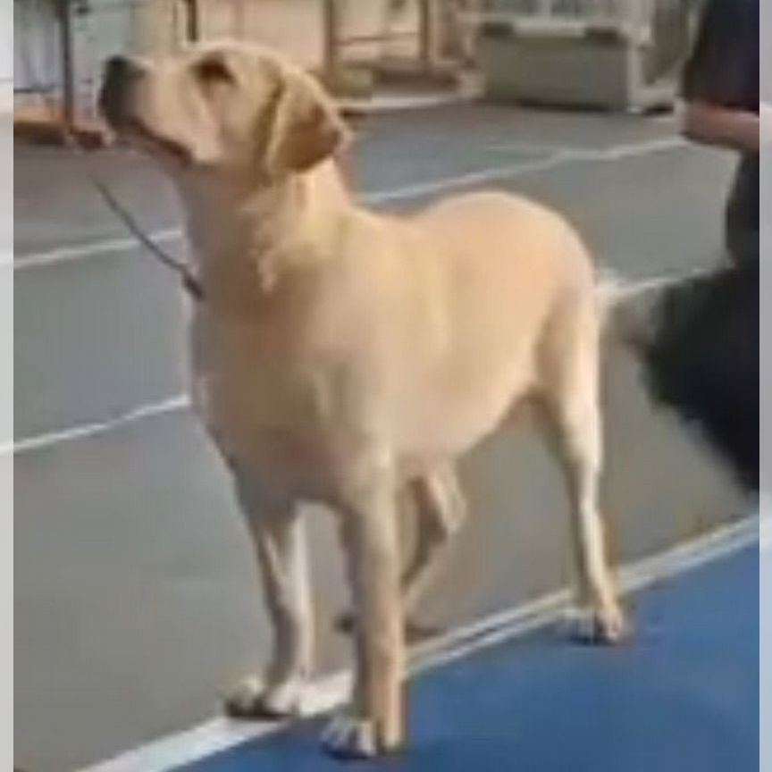 Лабрадор-ретривер, щенок