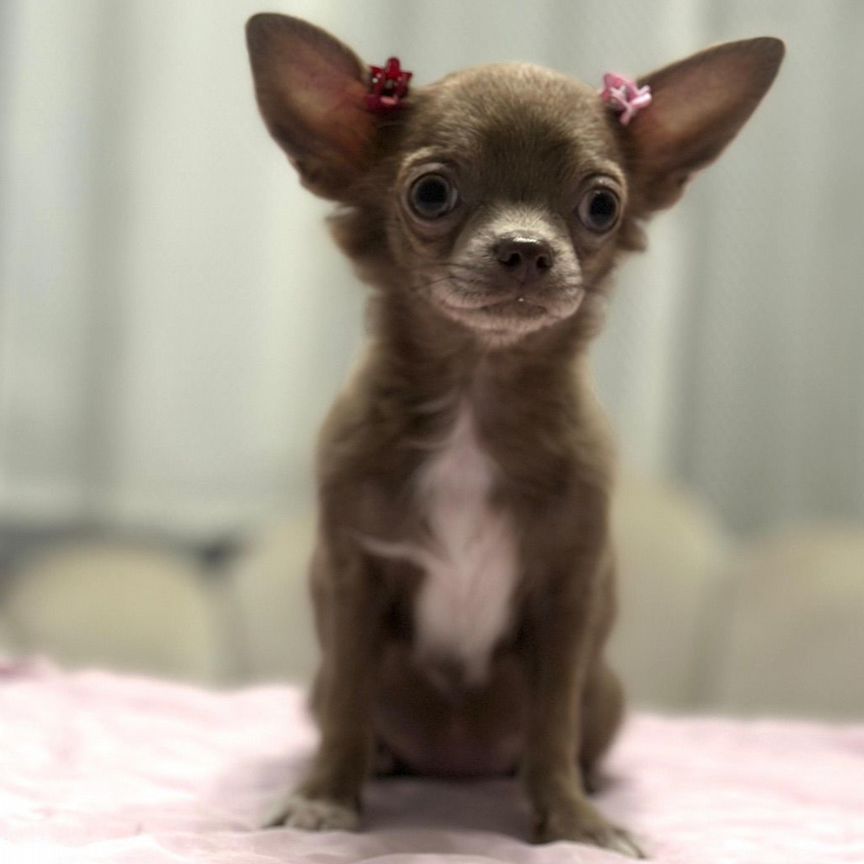 Чихуахуа, щенок