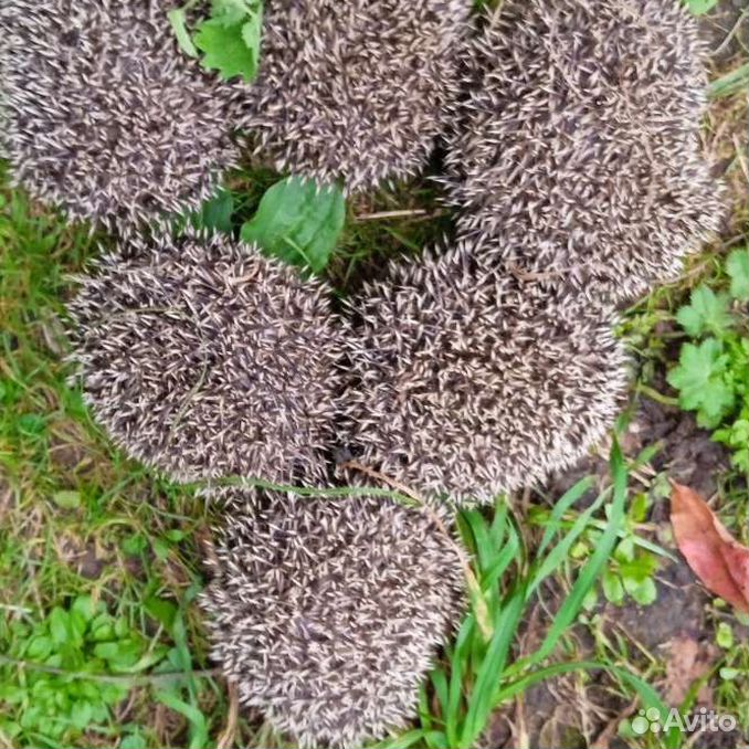 Ежики дачные