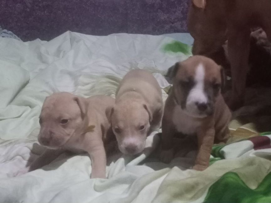 Домашние животные собаки