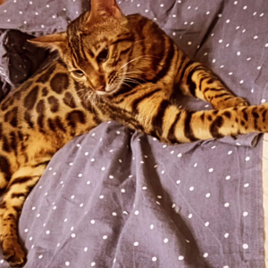 Бенгальская красивая кошечка