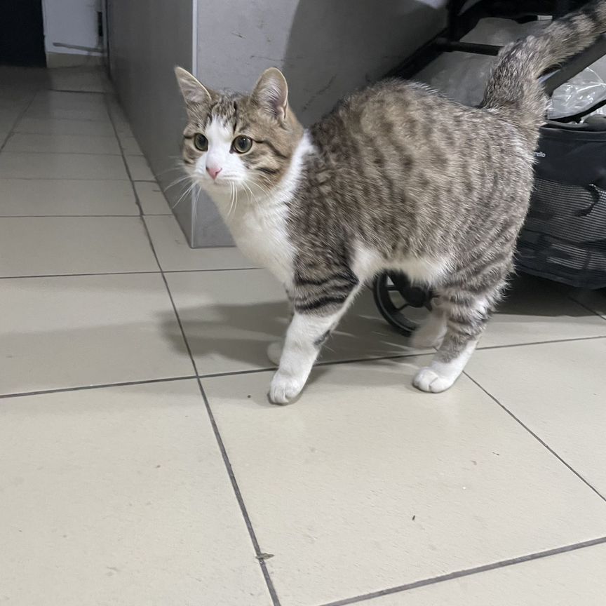 Котёнок в добрые руки