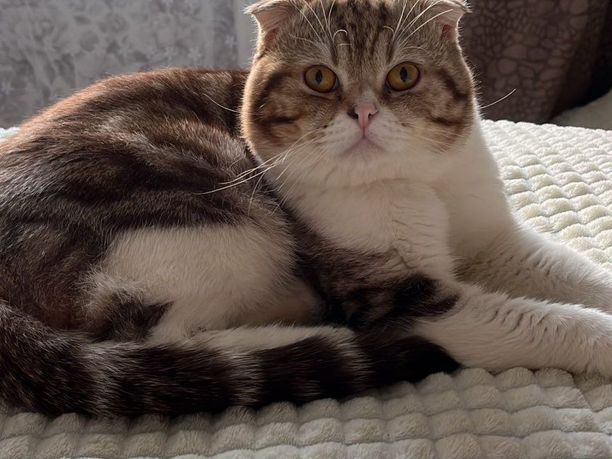 Шотландский кот вязка