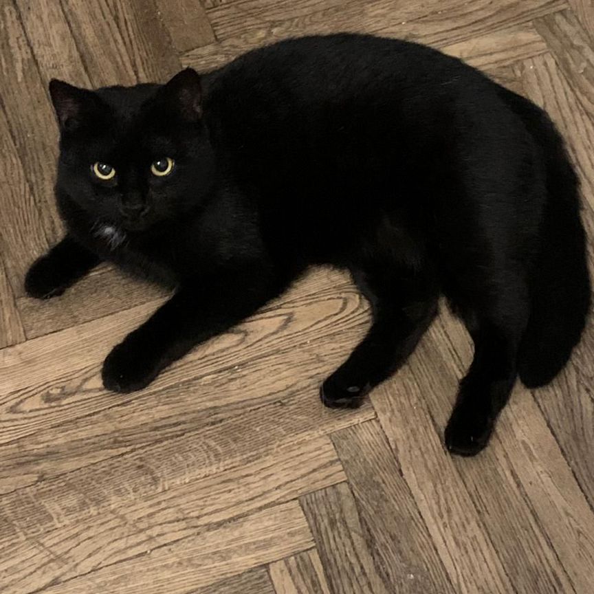 Кот