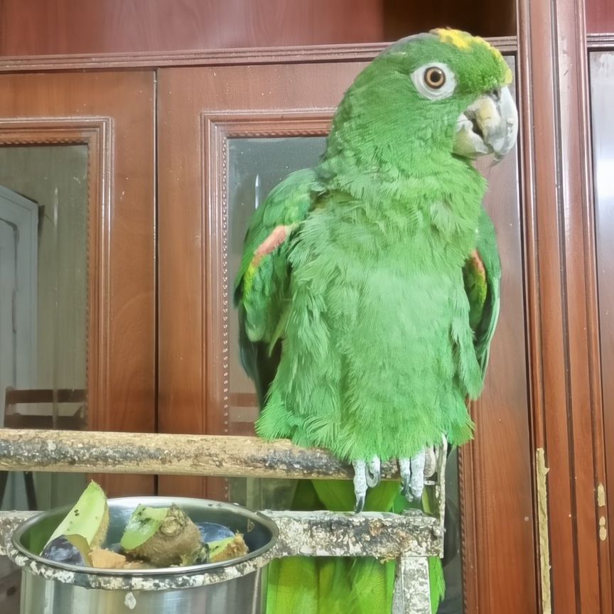 Попугай Амазон Мюллера