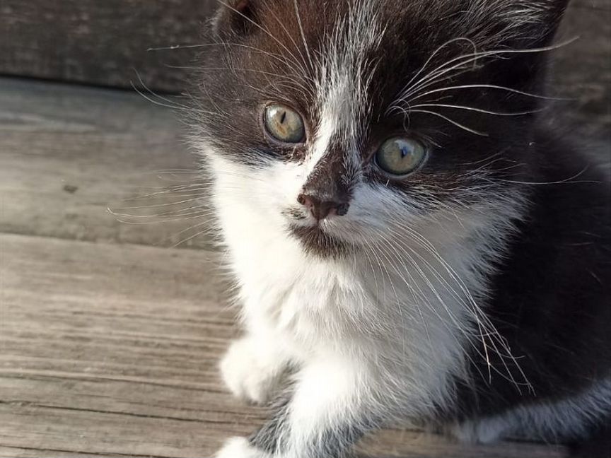 Отдам прелестных котят