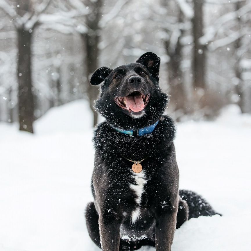 Собака в добрые руки