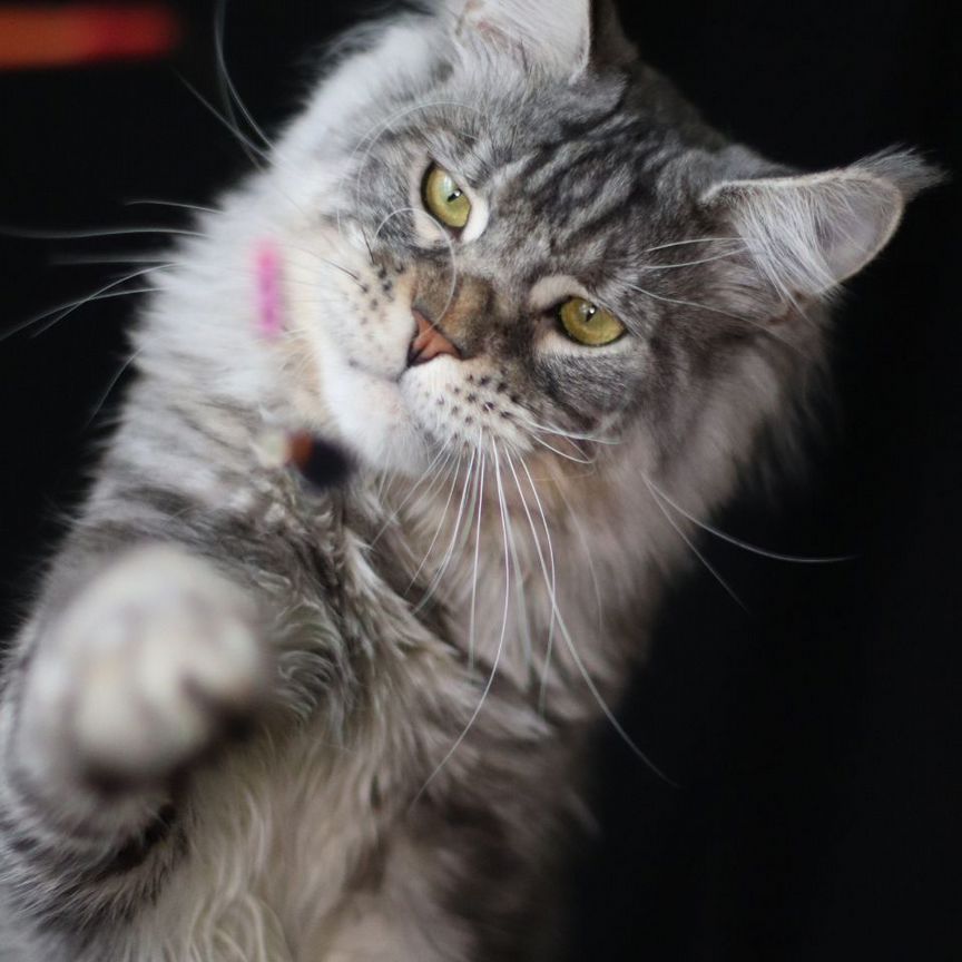 Шикарный котик из питомника