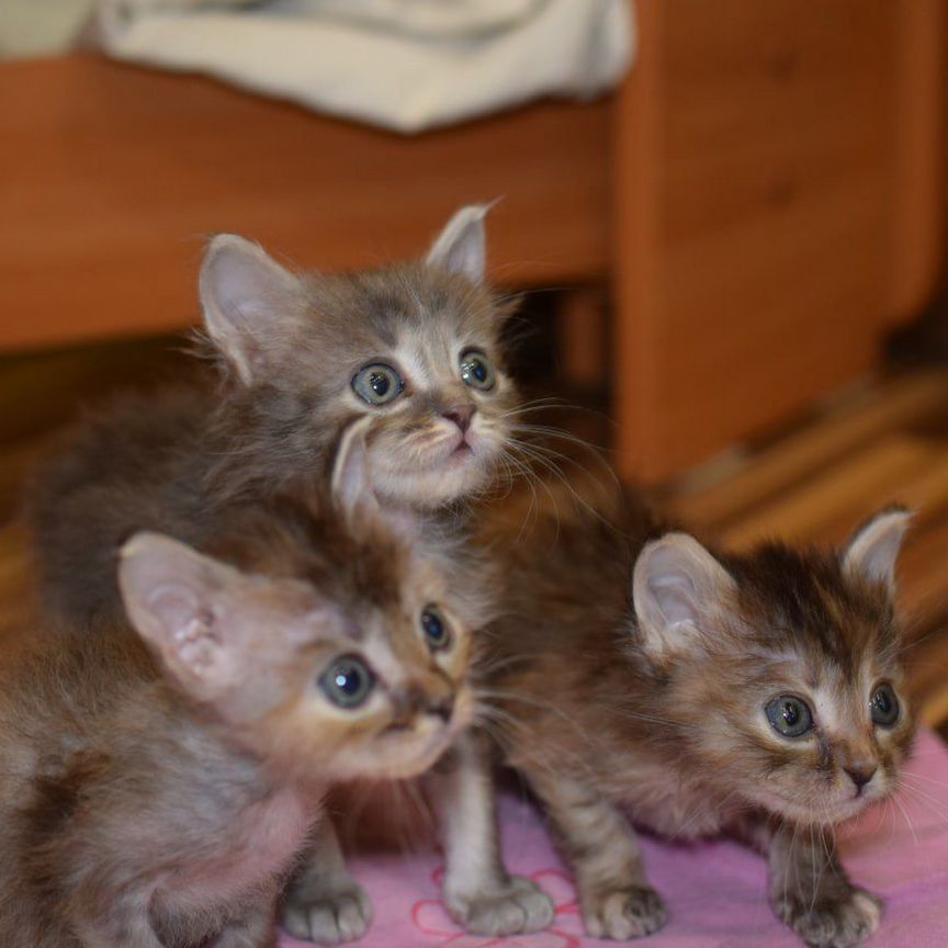 Отдам в добрые руки