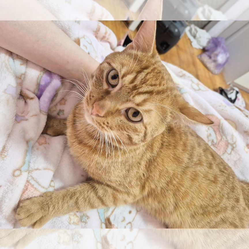 Кот
