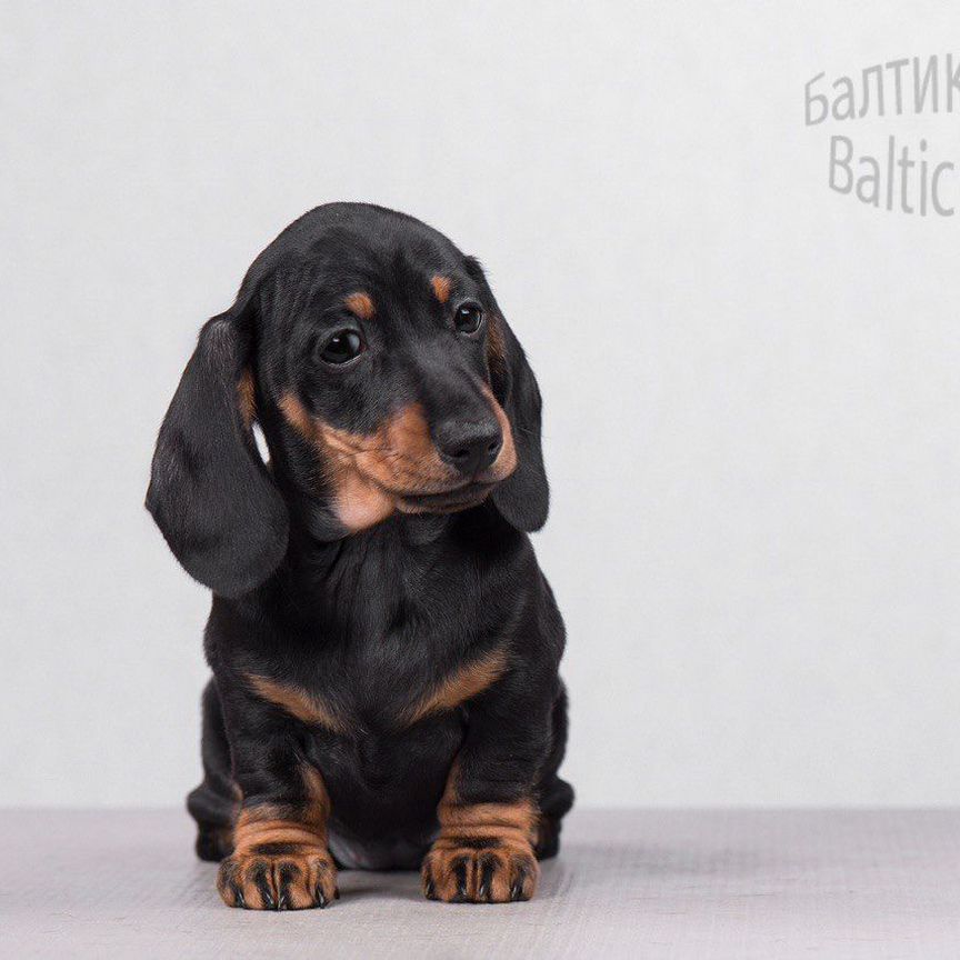 Карликовая такса, щенок