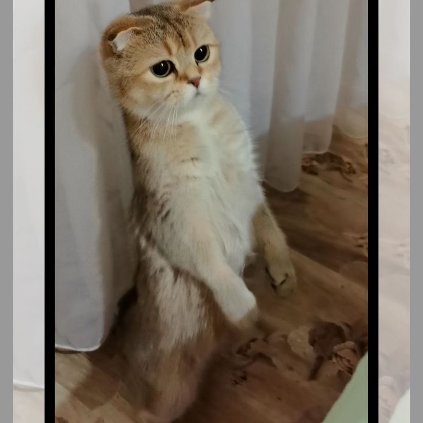 Шотландская вислоухая короткошёрстная кошка, вязка