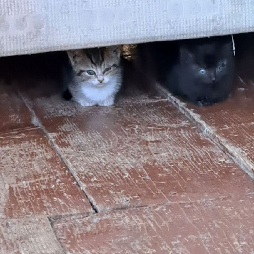 Котята в добрые руки бесплатно