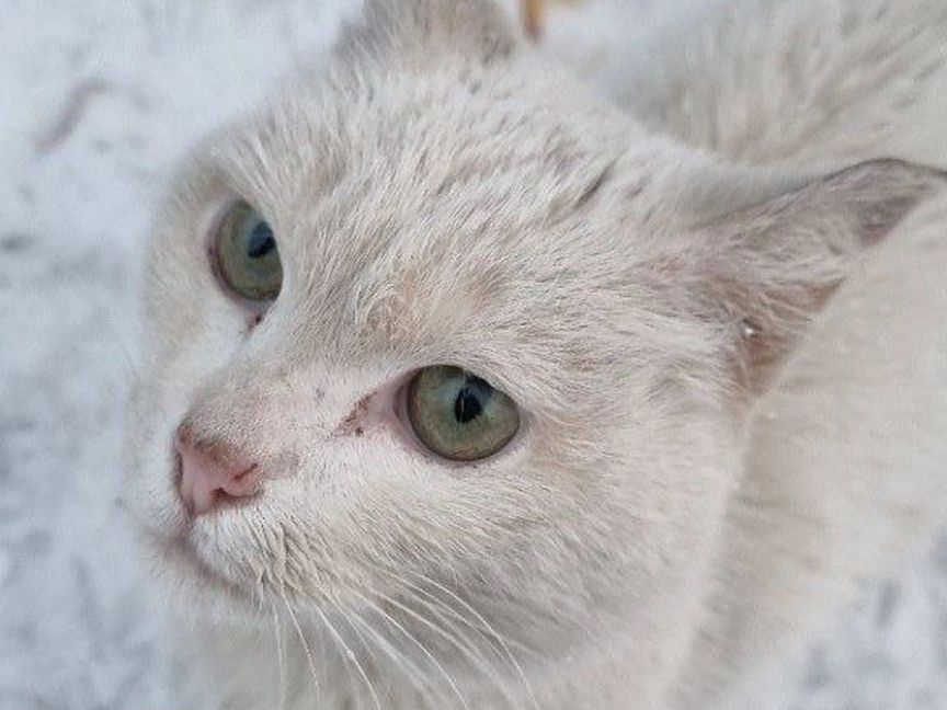 Кошка в беде