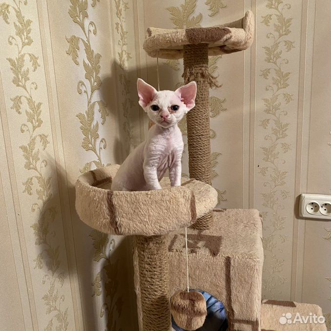 Котята девон-рекс