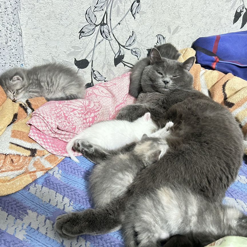 Молоко для котят