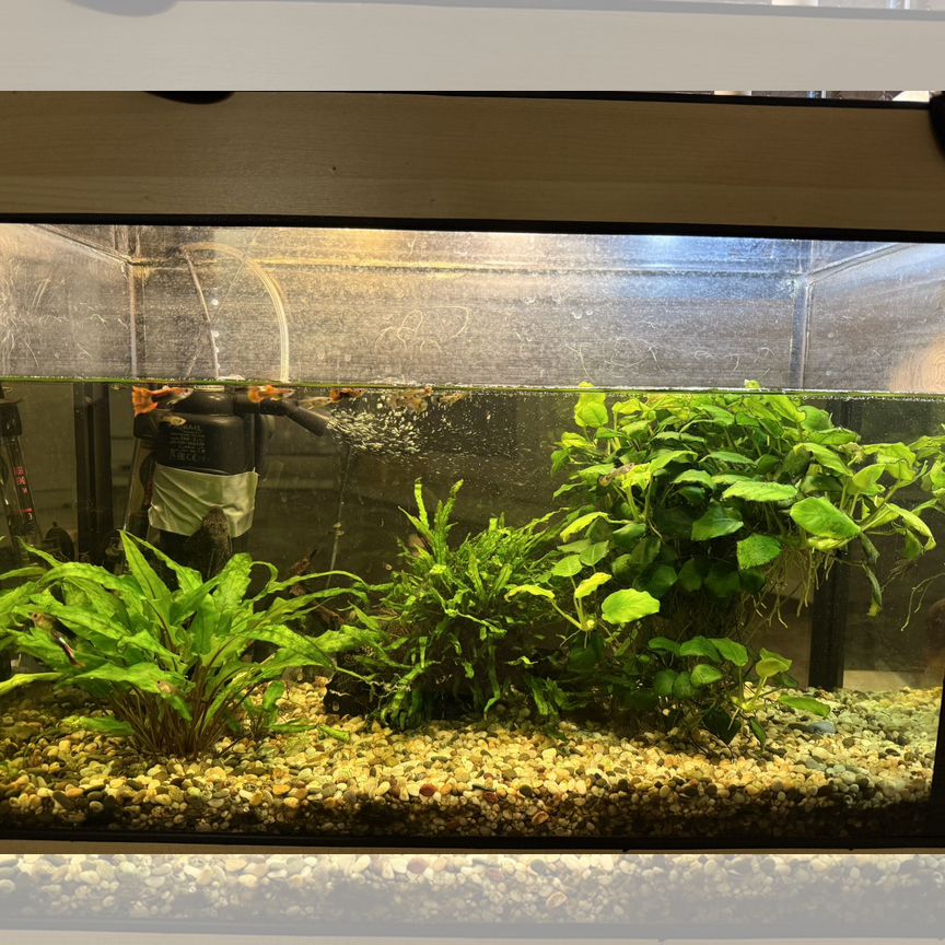 Аквариум с рыбками