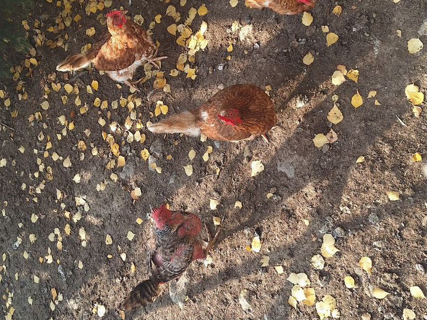 Куры несушки доминант