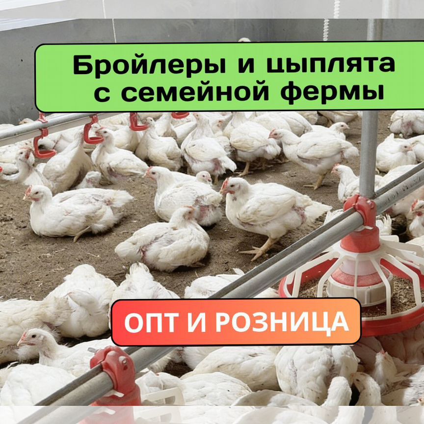 Бройлеры живым весом