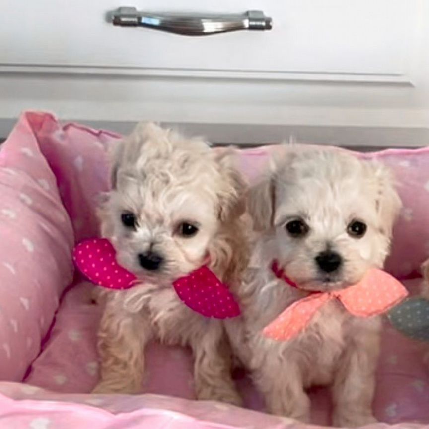 Мальтипу f1 mini. Доставка по России