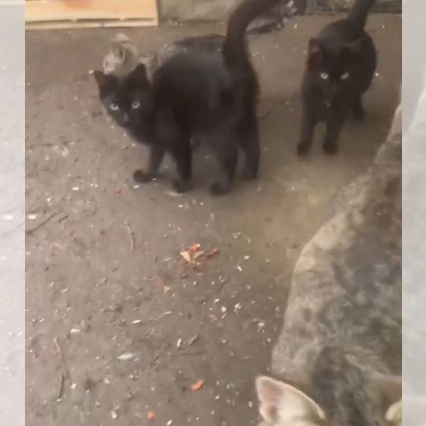 Котёнок в добрые руки